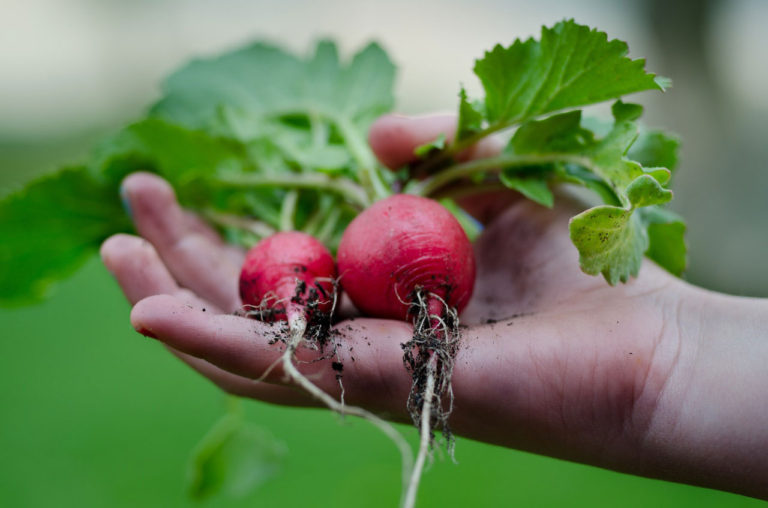 17 Fastest Growing Vegetables From Seed - Plant2Harvest