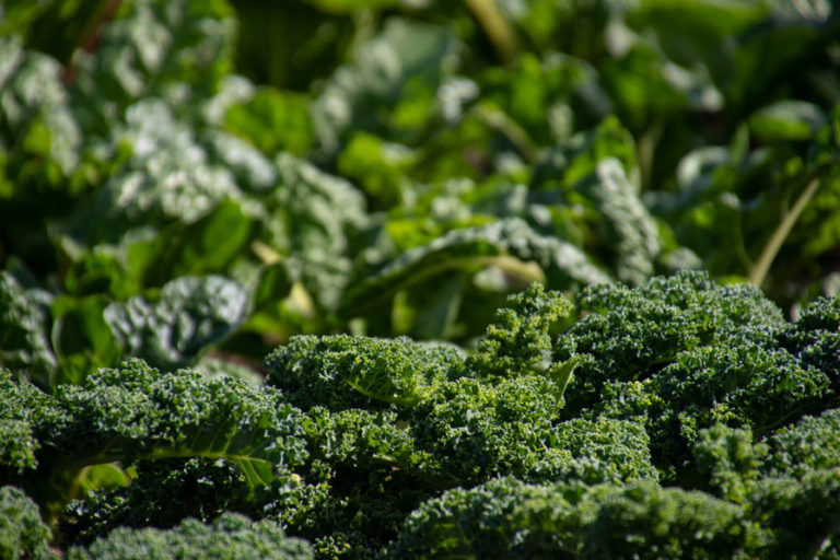17 Fastest Growing Vegetables From Seed - Plant2Harvest